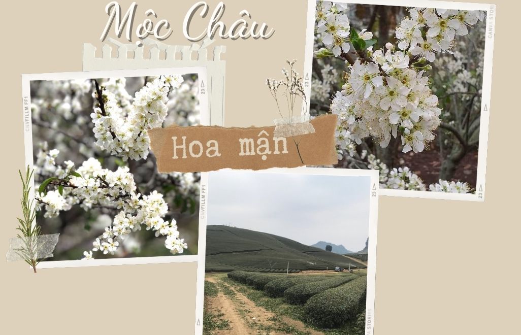 Hoa Mận Mộc Châu Trắng Tinh Khôi, Đơn Sơ, Nhẹ Nhàng